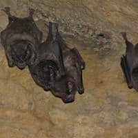 Green Grotto Cave Exploration - Jamaica Get Away Travels