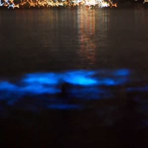 Luminous Lagoon Glistening Water Tour - Jamaica Get Away Travels